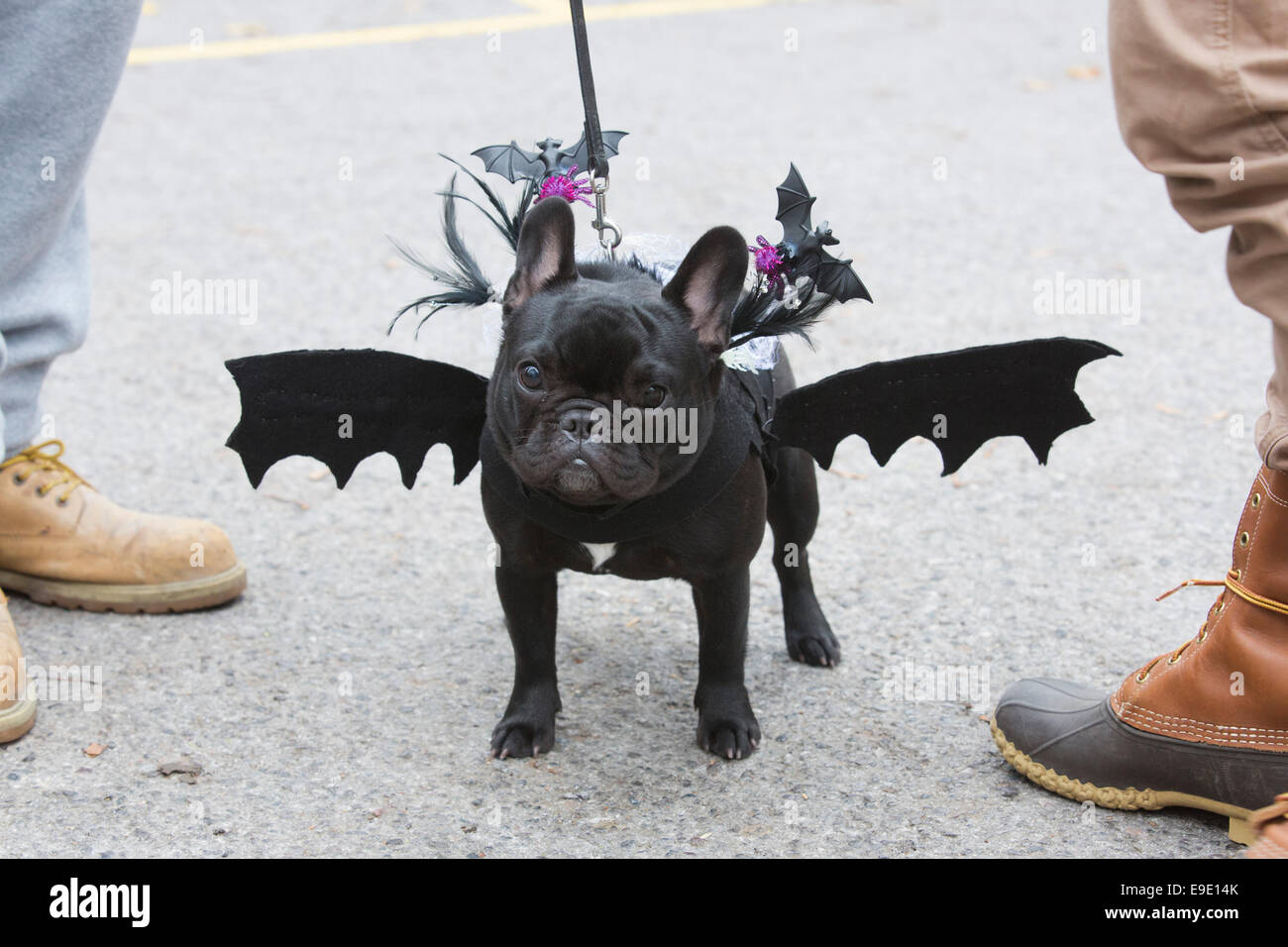 London, UK. 26 October 2014. Black pug "Beans", 9 months, with bat ...
