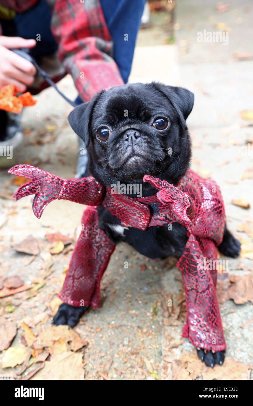 London, UK. 26th October 2014. Ditta the Pug dressed as a Dinosaur at ...