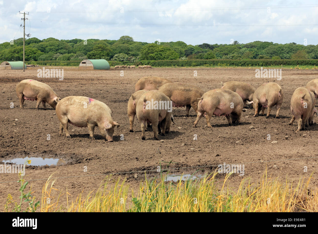 Suffolk pigs hi-res stock photography and images - Alamy