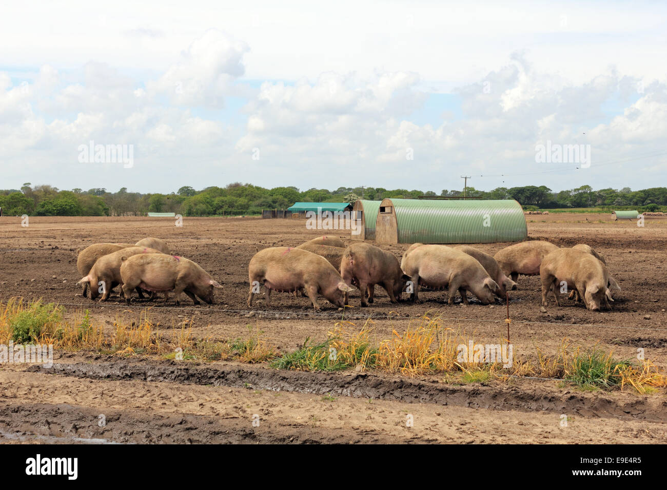 Suffolk pigs hi-res stock photography and images - Alamy