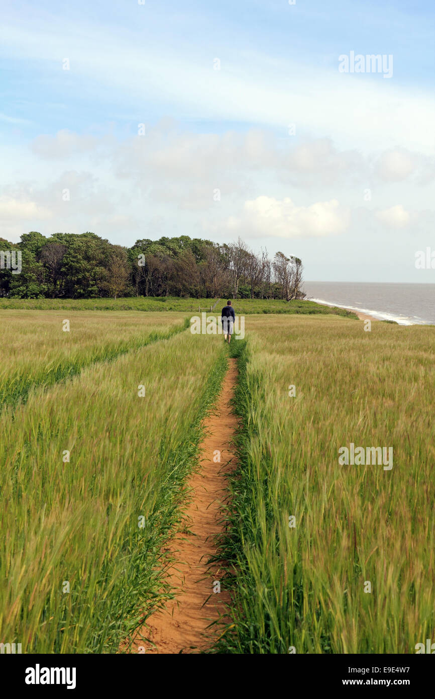 Man walking through wheat field on coastal path between Benacre and ...