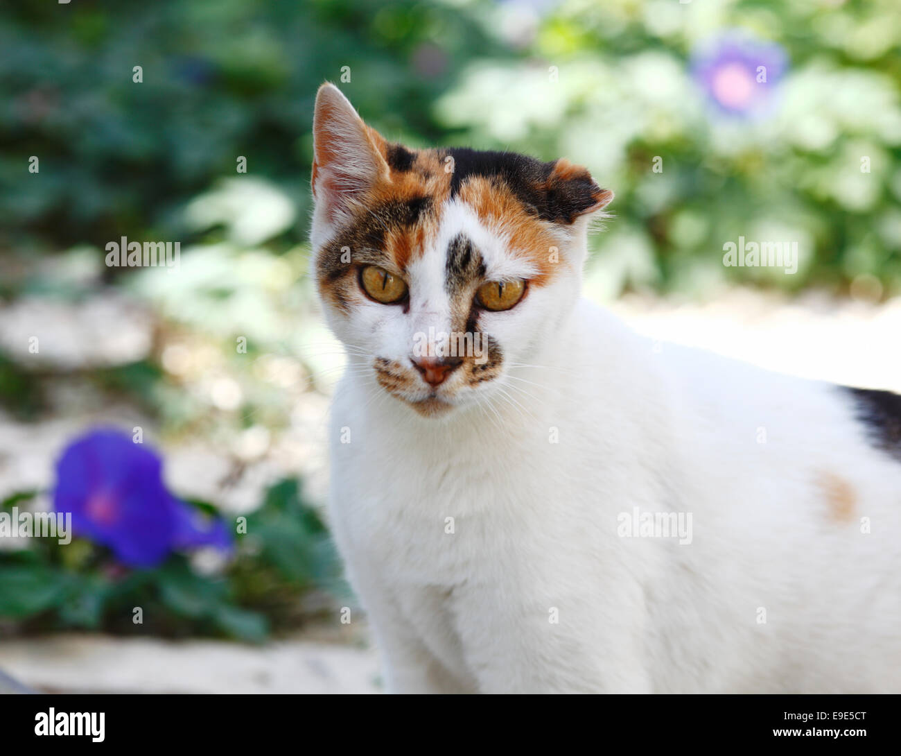 Birth defect hi-res stock photography and images - Alamy