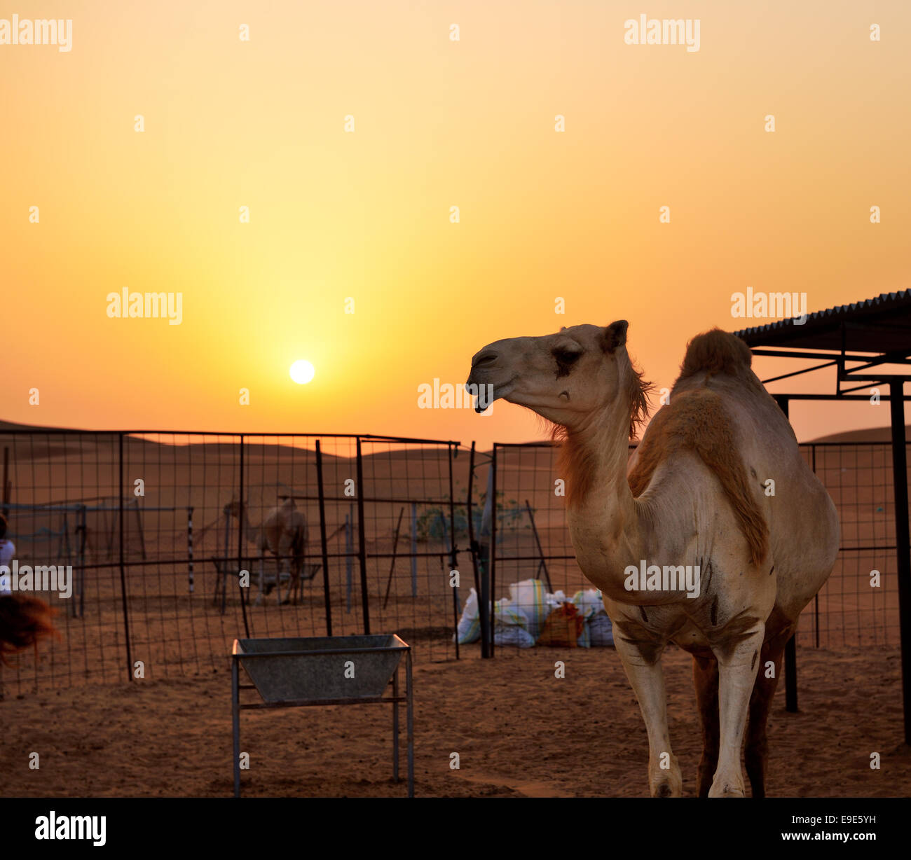 The camel in desert during sunset, Dubai, UAE Stock Photo - Alamy
