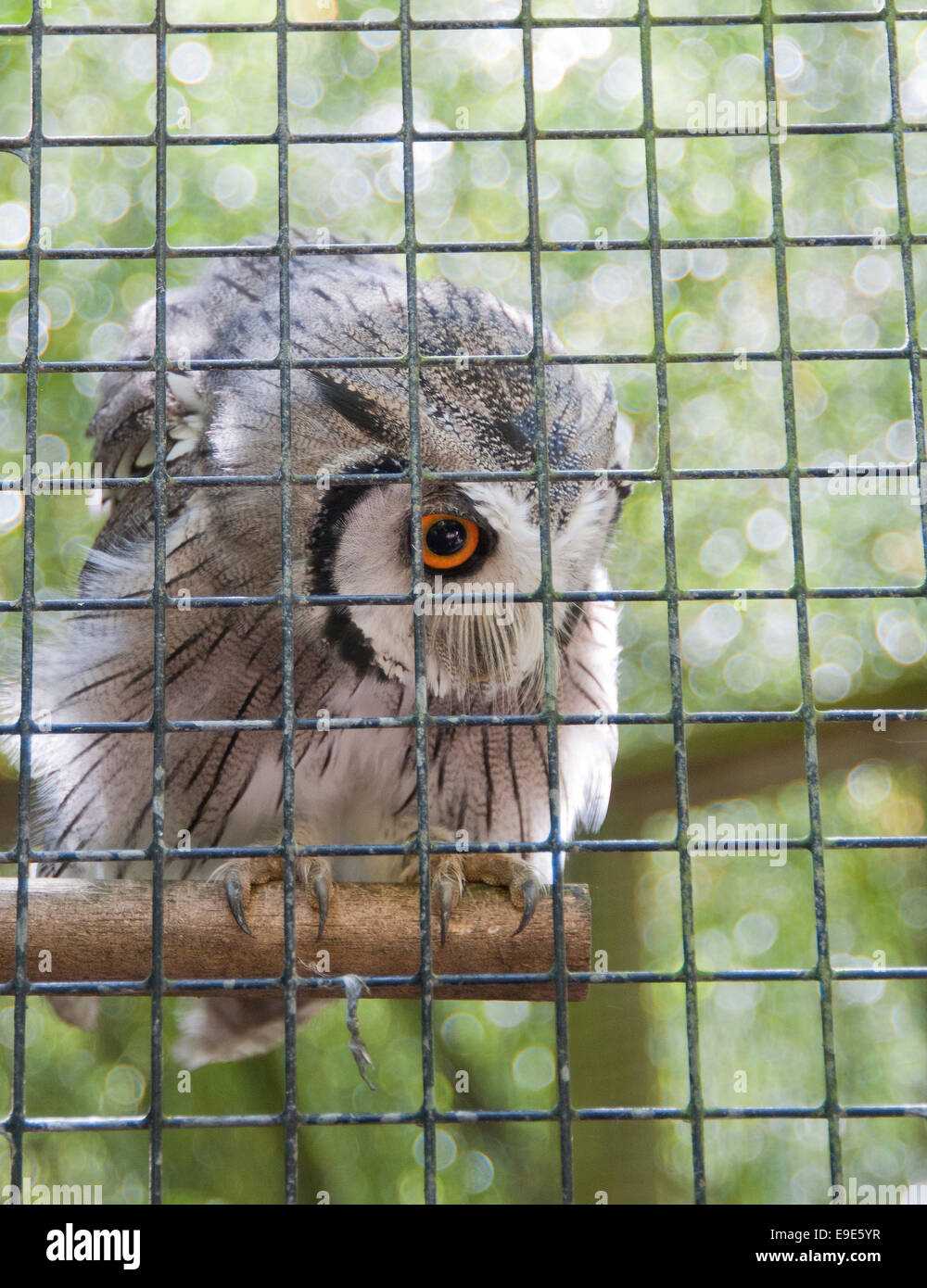 Own in a cage, bird of prey, zoo Stock Photo - Alamy