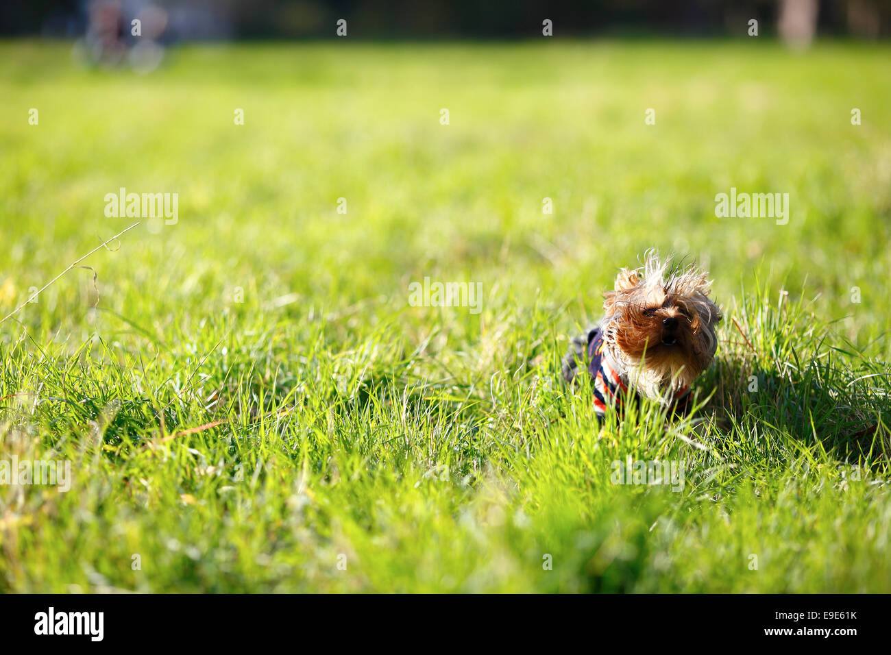 Little cute dog on a glade, beautiful pet Stock Photo - Alamy
