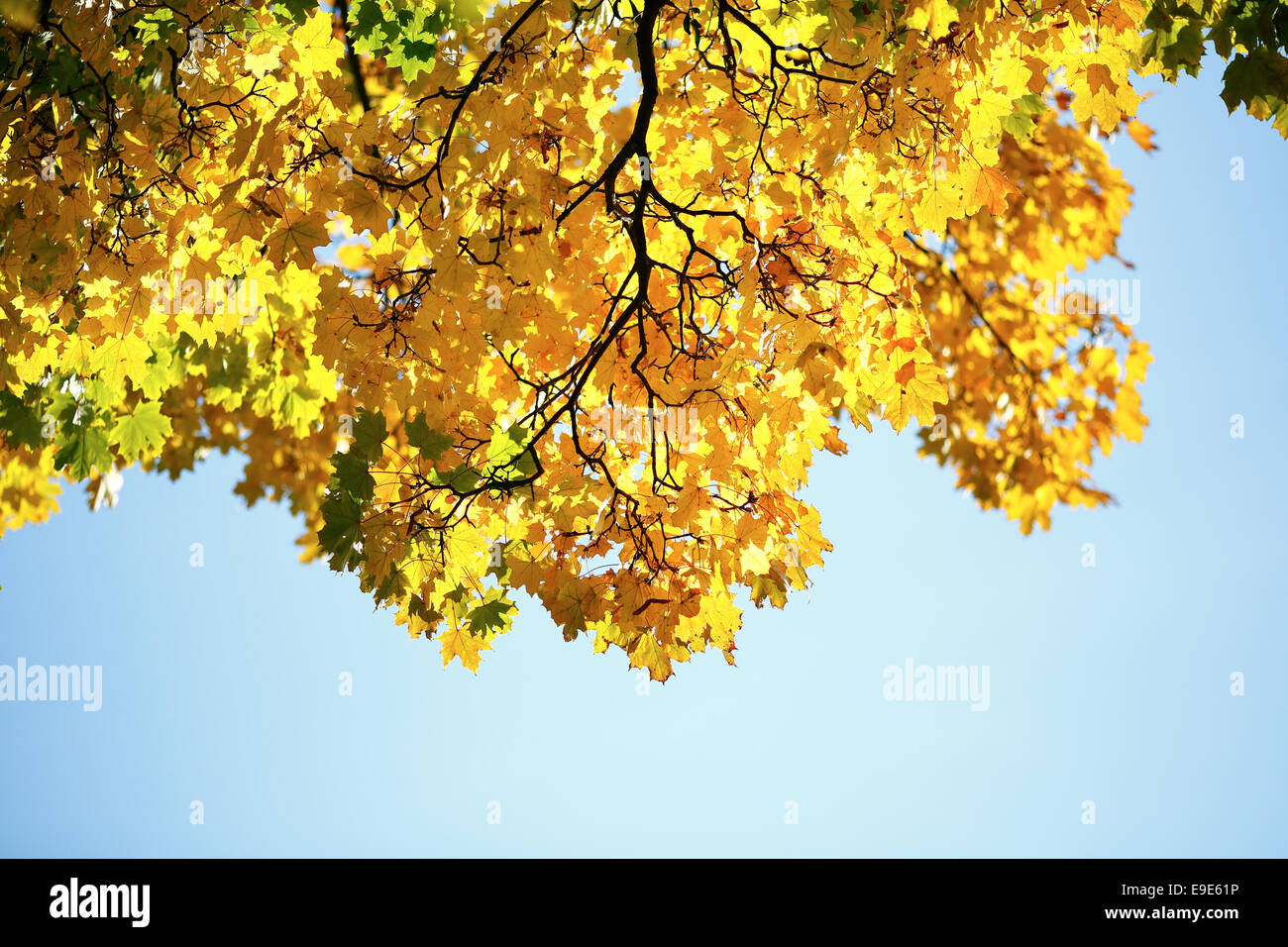 Tree branch with yellow leaves. Sky background Stock Photo - Alamy