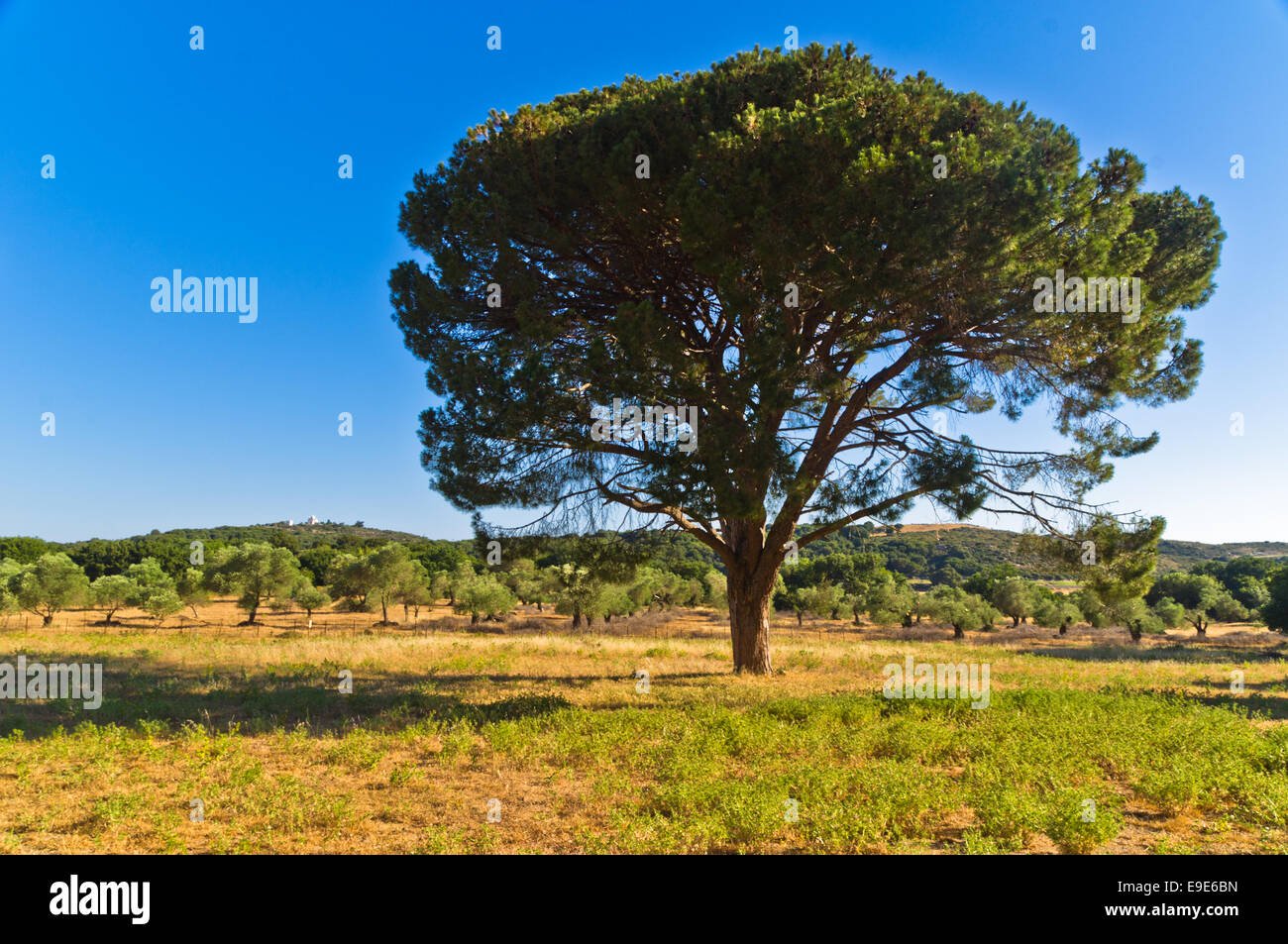 Mediterranean flora and trees by a gravel road to Arcady monastery ...