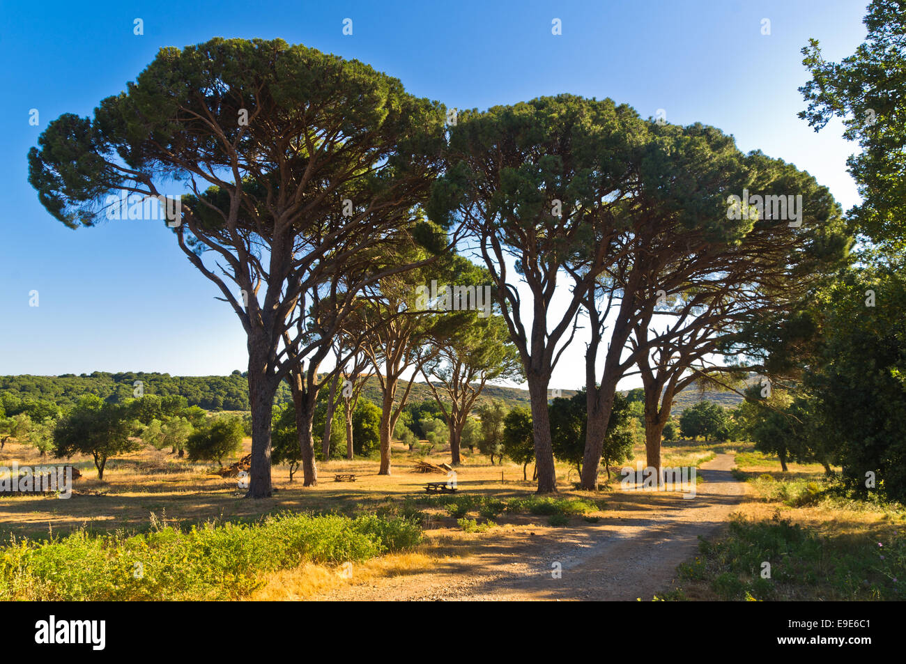 Mediterranean flora and trees by a gravel road to Arcady monastery ...