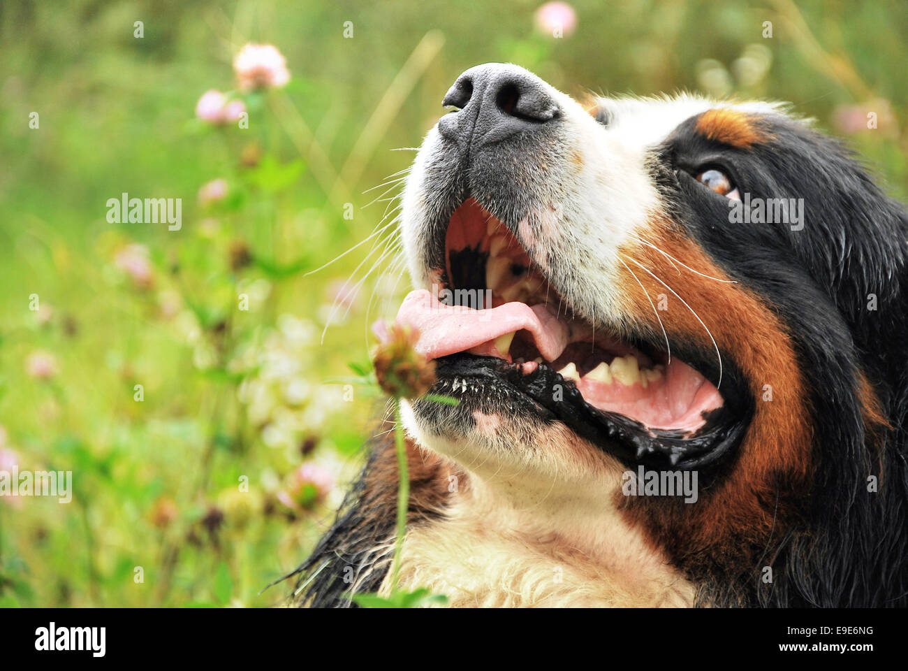 Closeup portrait of a friendly dog Stock Photo - Alamy