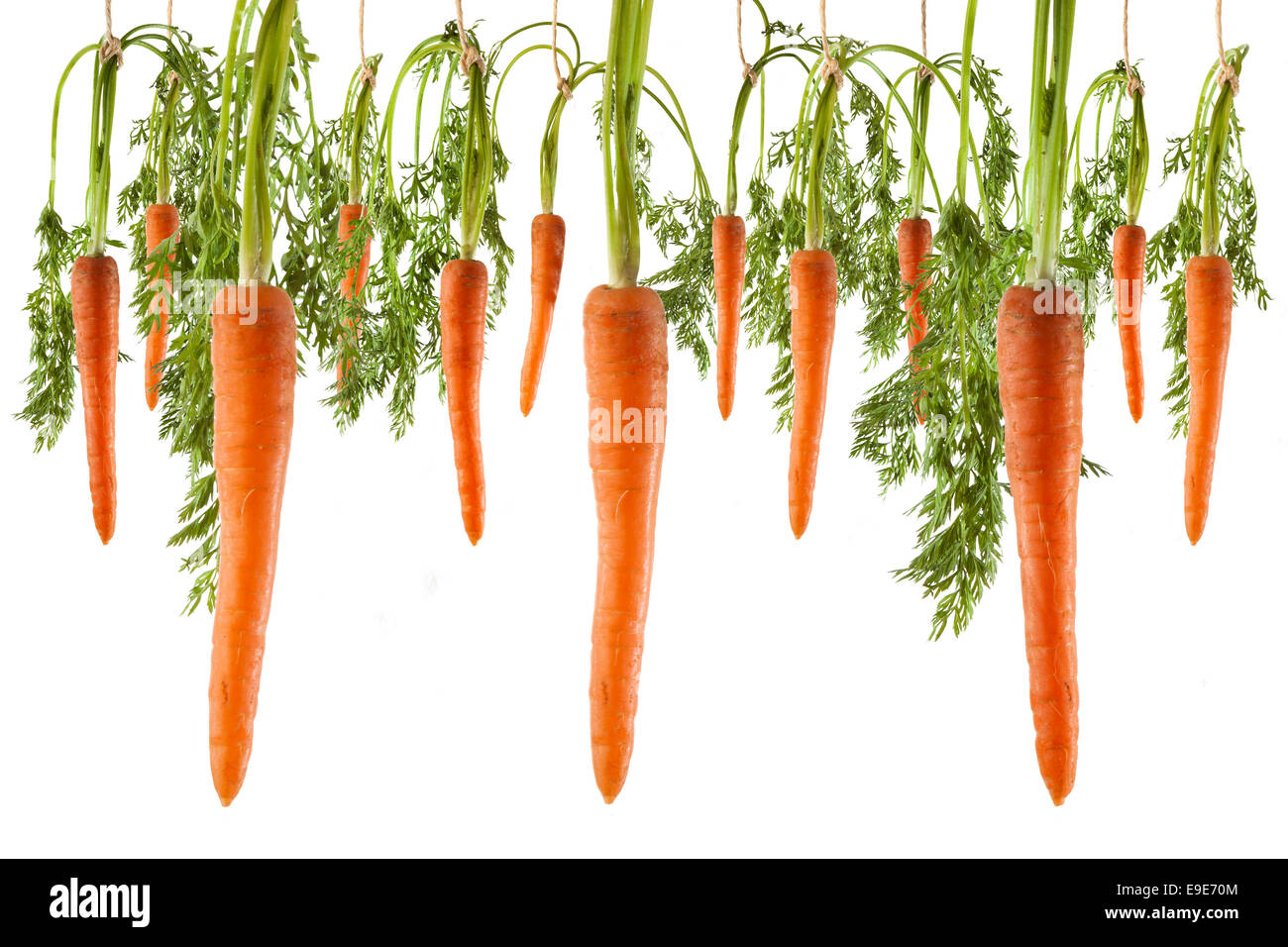 Multiple carrots hanging on a string on a white background as a concept ...