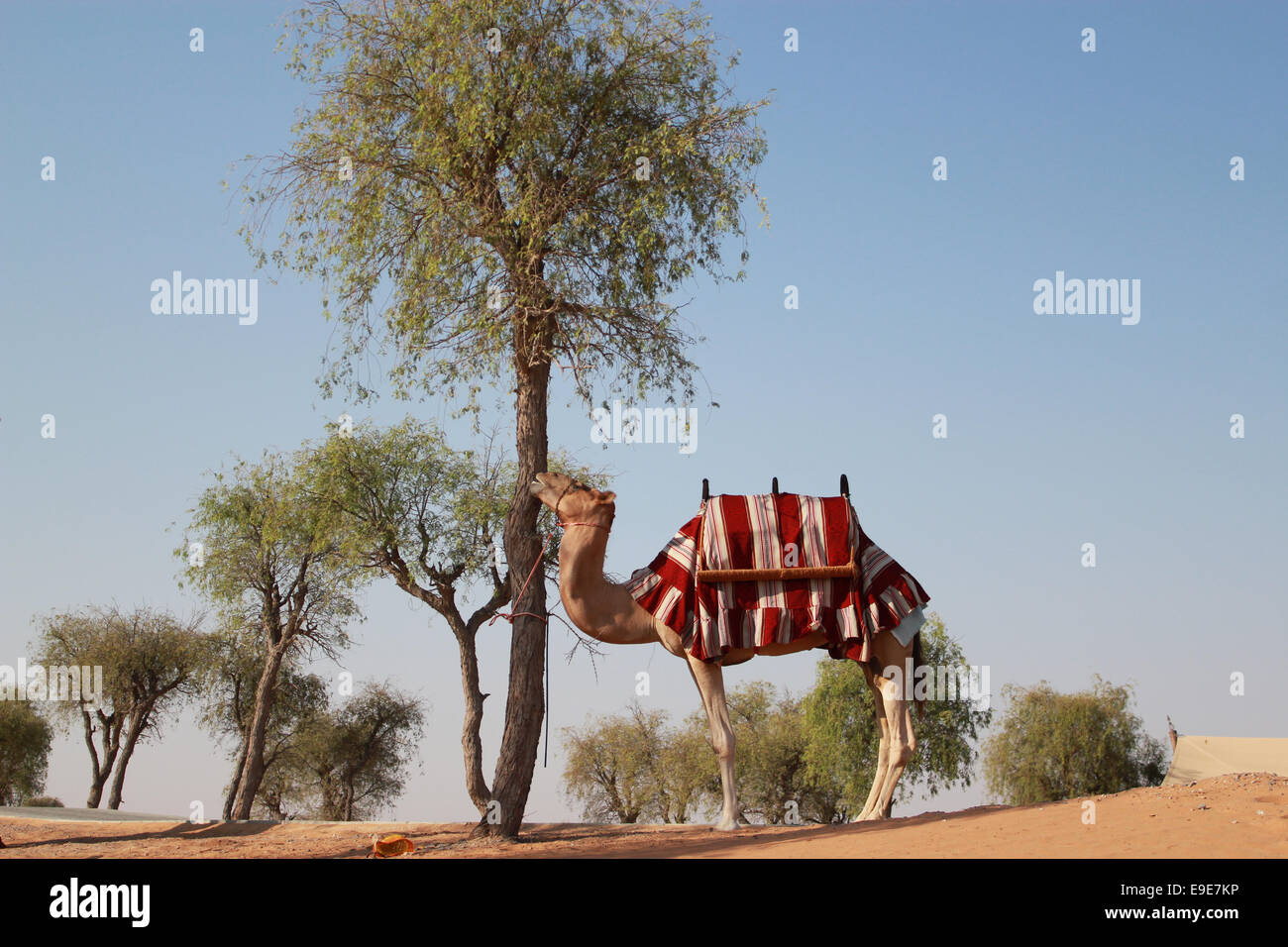 Camel in the desert eating from a lone tree symbolizing foreign travel ...