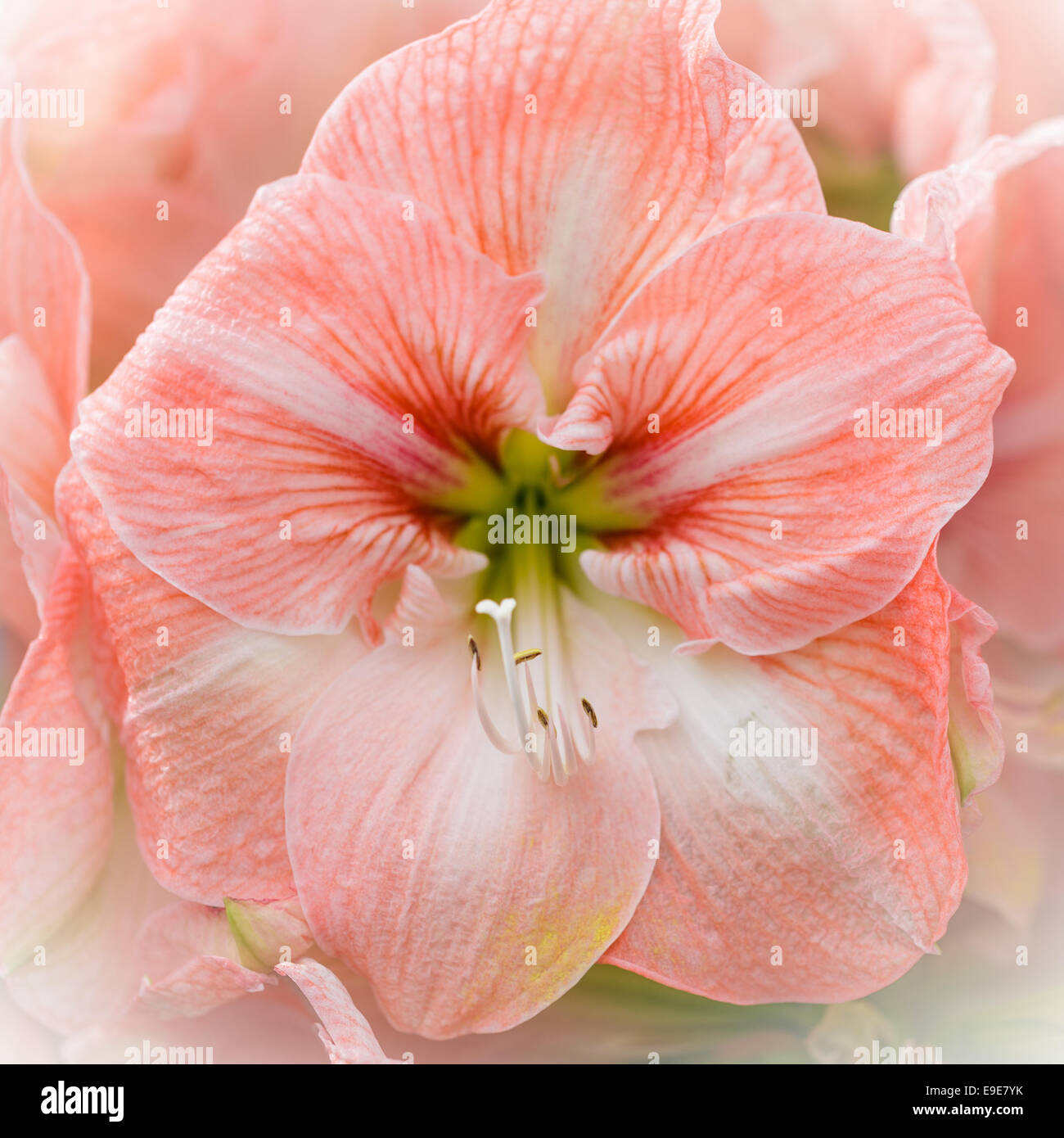 White square hi-res stock photography and images - Alamy