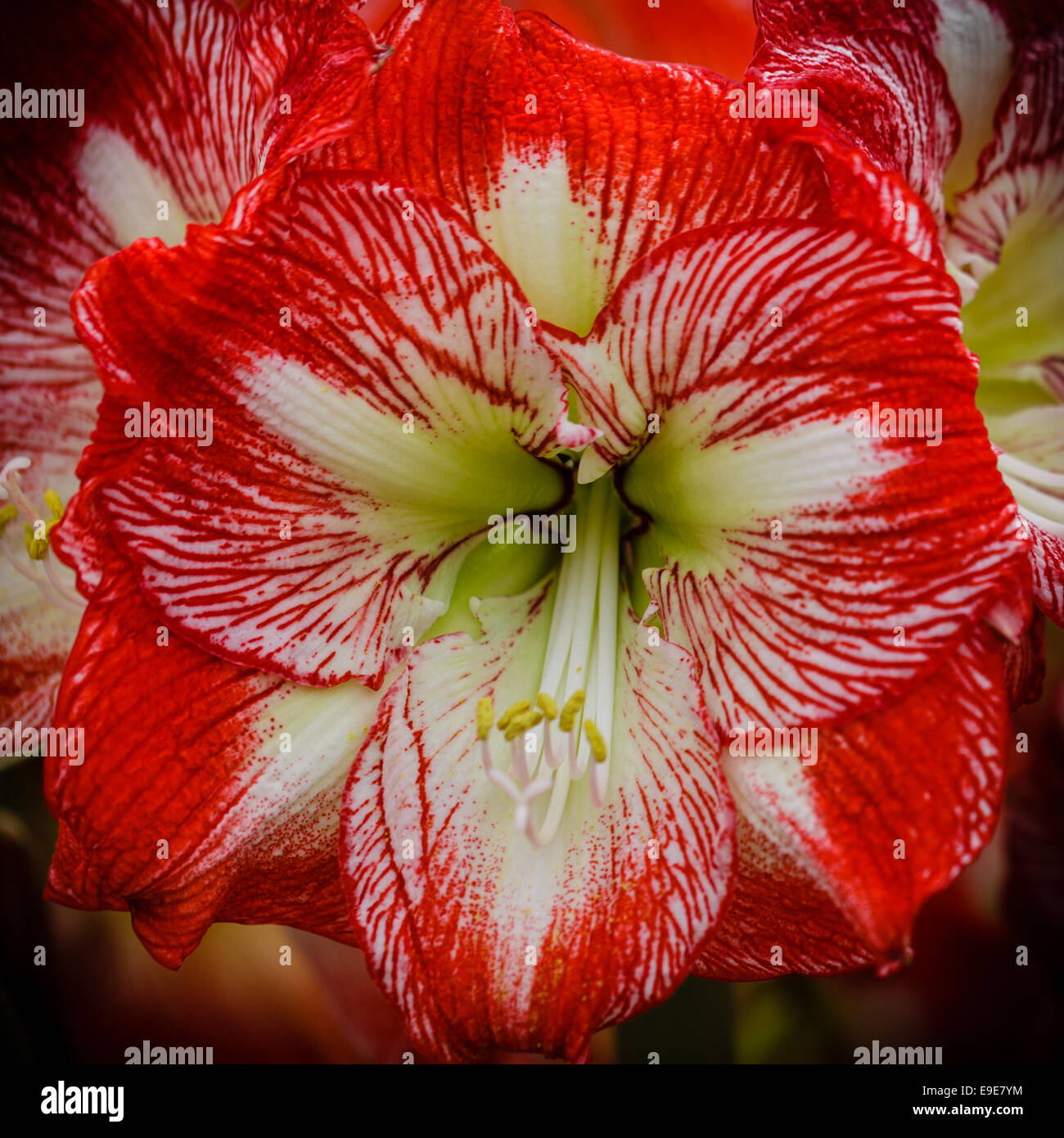Red and white amaryllis hi-res stock photography and images - Alamy