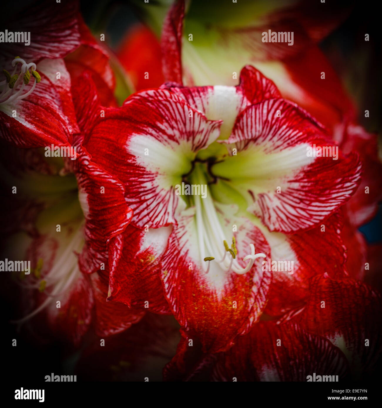 Vignette red hi-res stock photography and images - Alamy