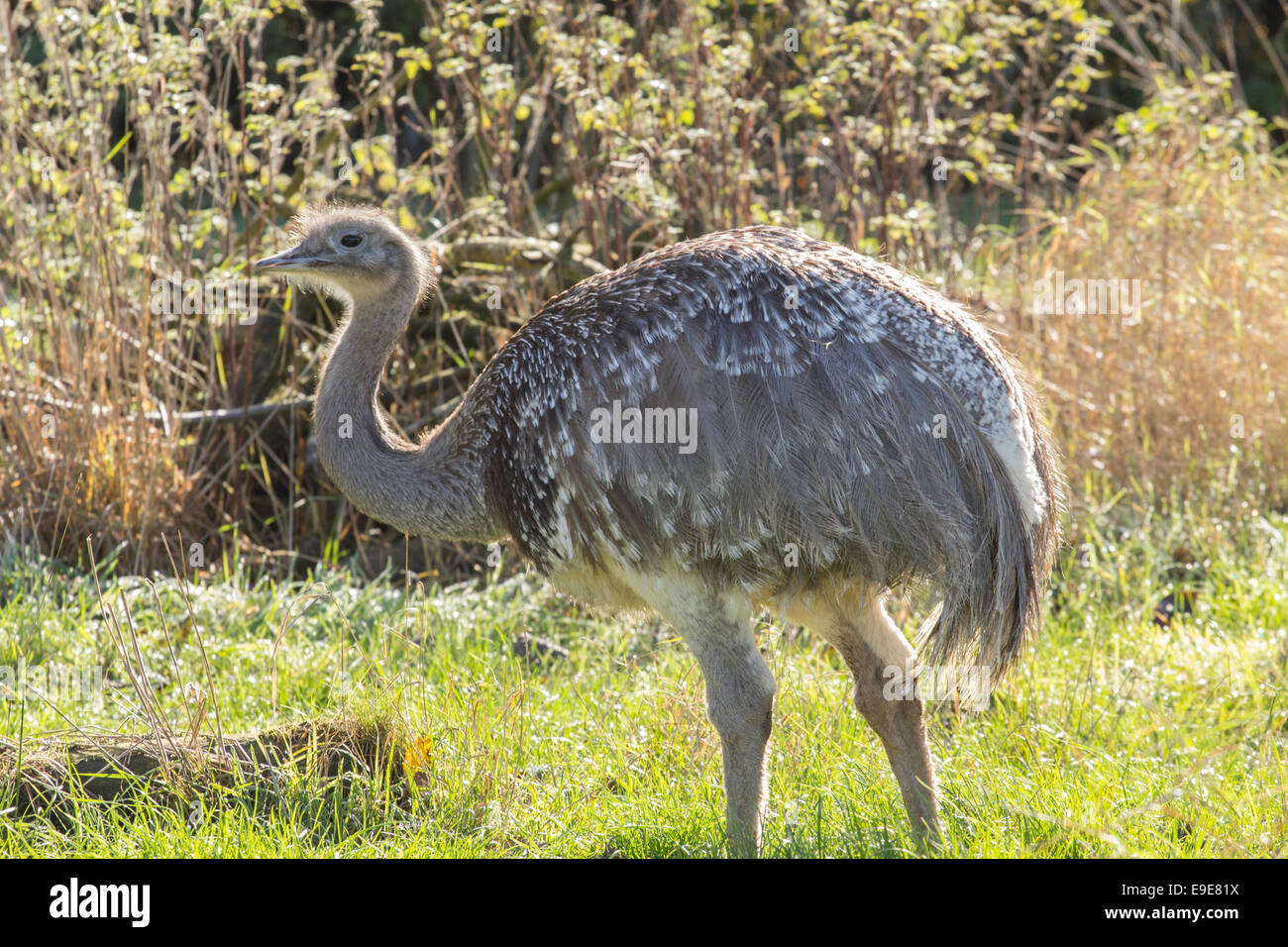 Darwin rhea hi-res stock photography and images - Alamy