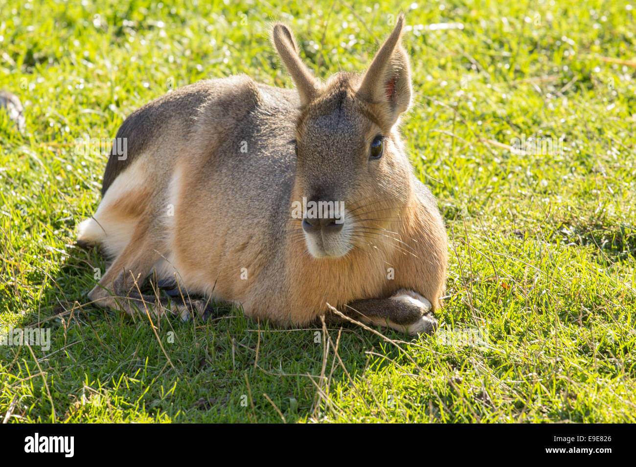 Captive patagonian mara hi-res stock photography and images - Alamy