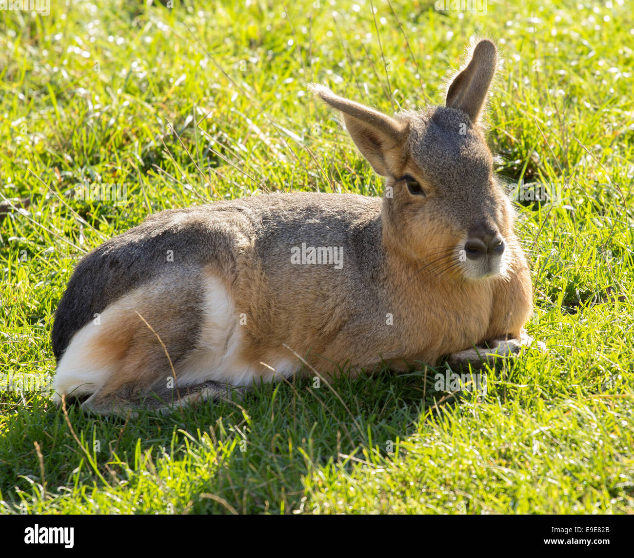 Captive patagonian mara hi-res stock photography and images - Alamy