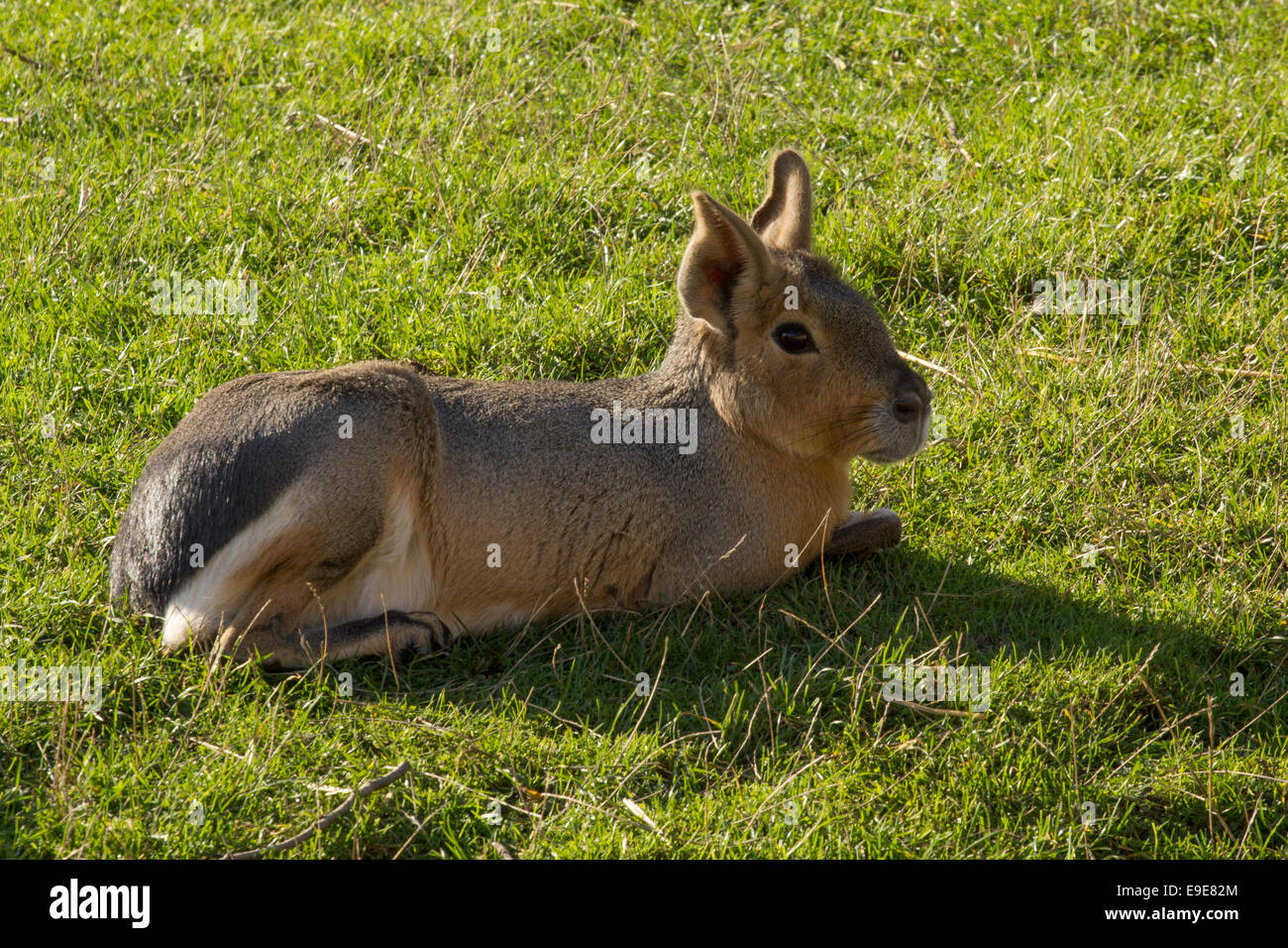 Captive patagonian mara hi-res stock photography and images - Alamy