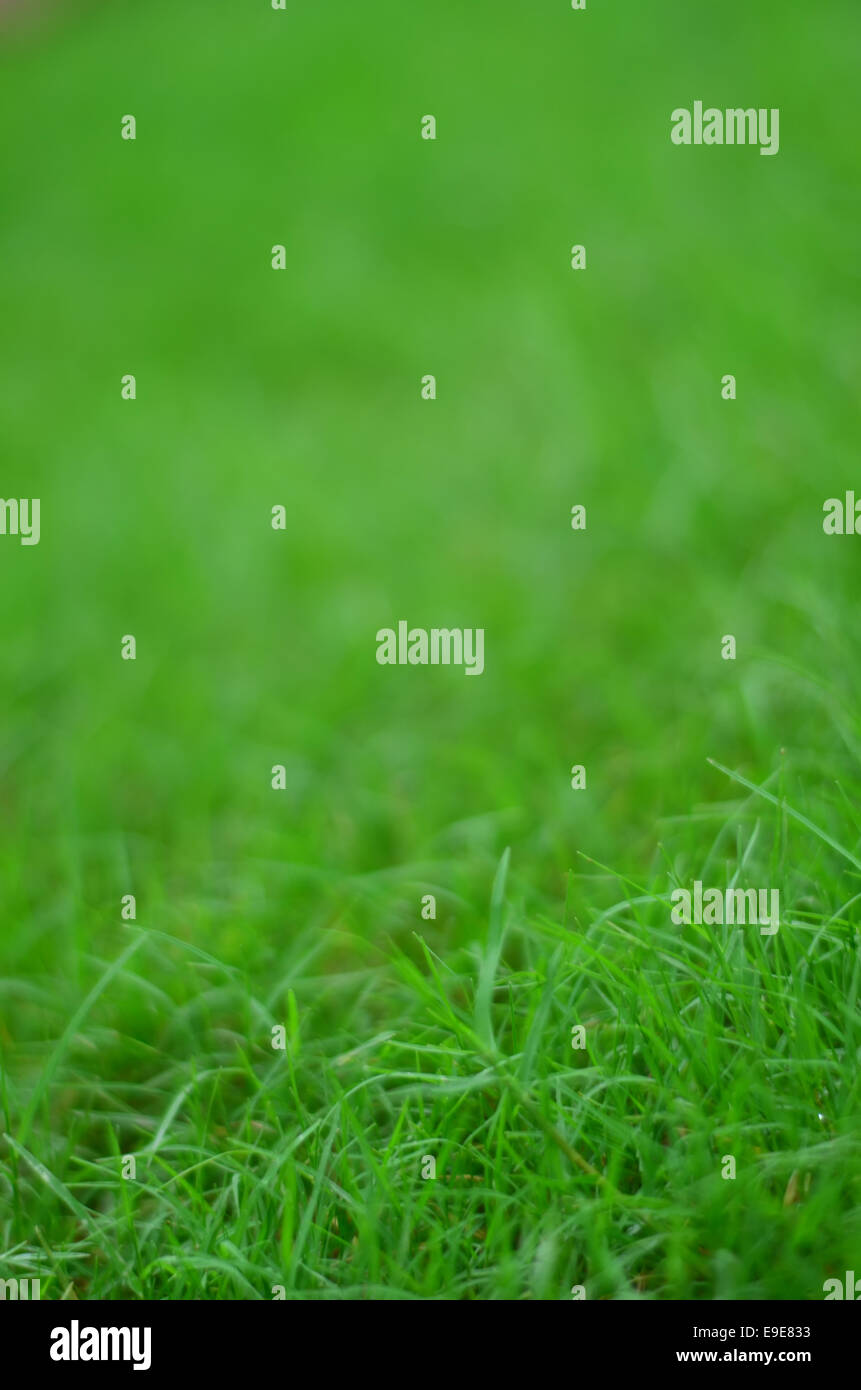 Spring and summer plants hi-res stock photography and images - Alamy