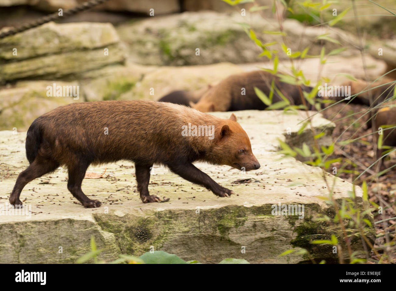 Bush Dog taken at Twycross zoo Stock Photo - Alamy