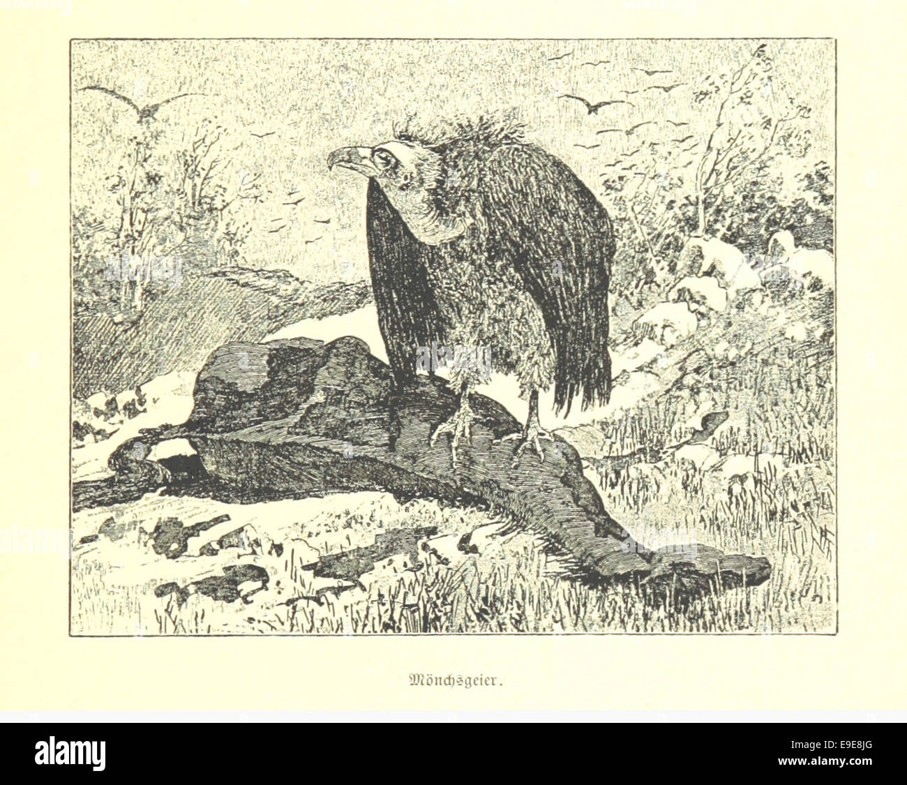 Endangered species europe Cut Out Stock Images & Pictures - Alamy