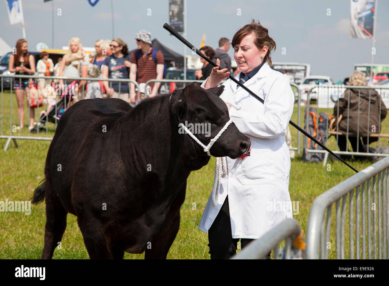 Judging cattle show hi-res stock photography and images - Alamy