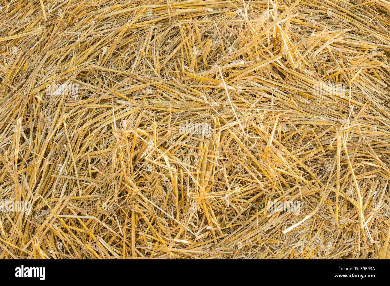 Background texture of golden stalks of fresh dried hay cut for animal ...