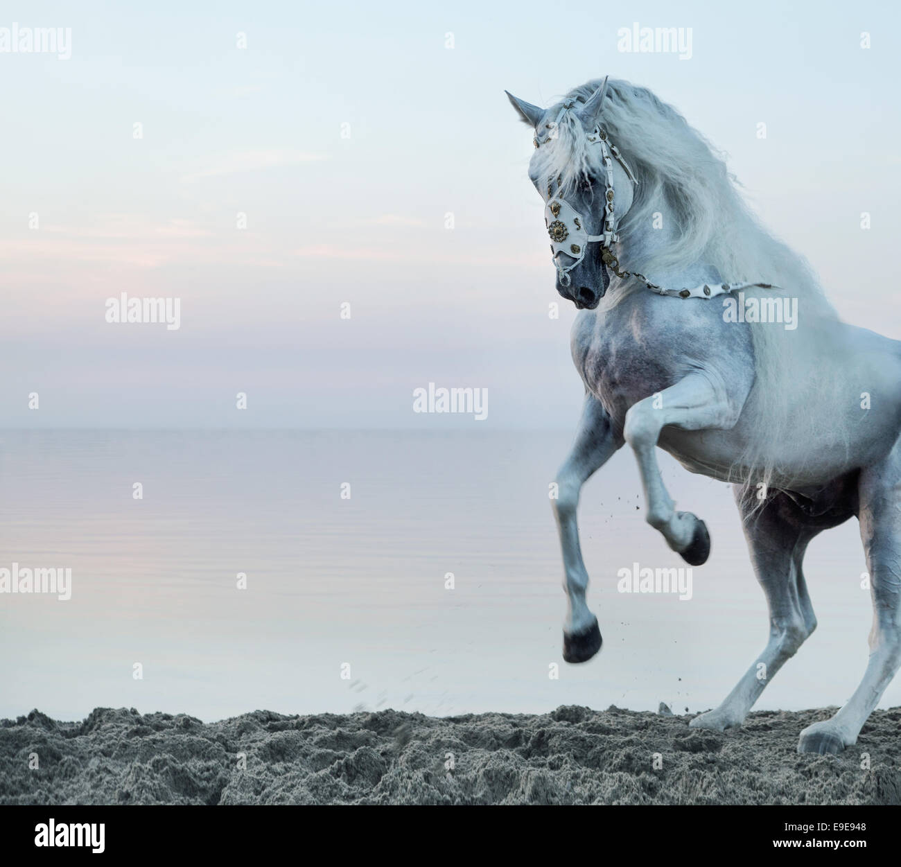 Majestic white horse galloping on the beach Stock Photo - Alamy