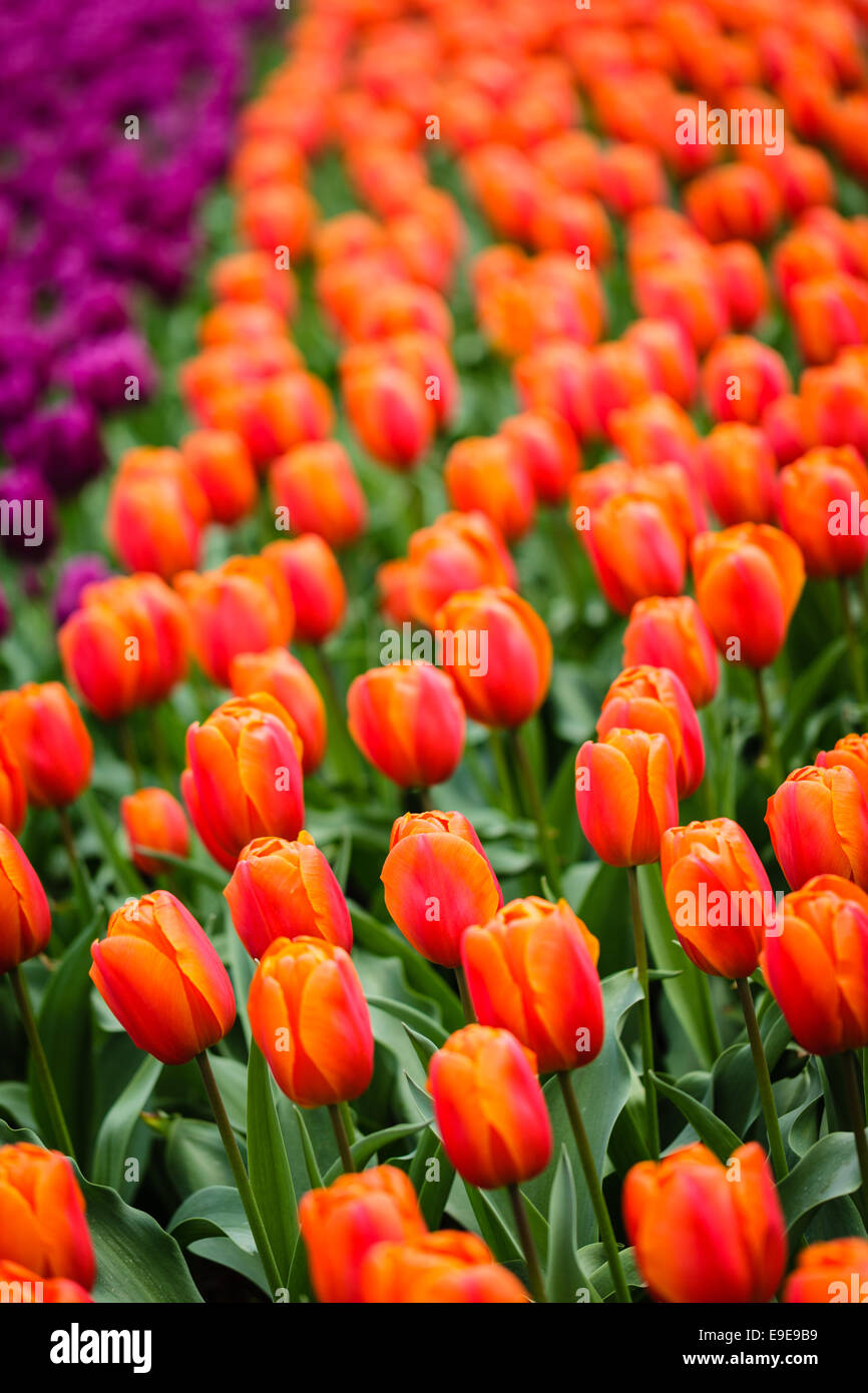 Orange Spring Flower Pictures