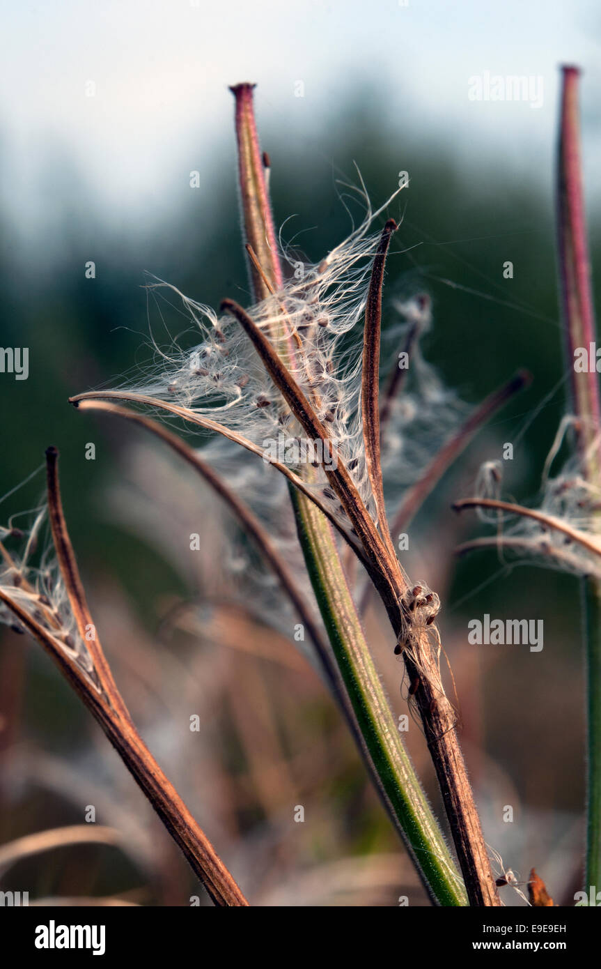 Hedgerow animals hi-res stock photography and images - Alamy