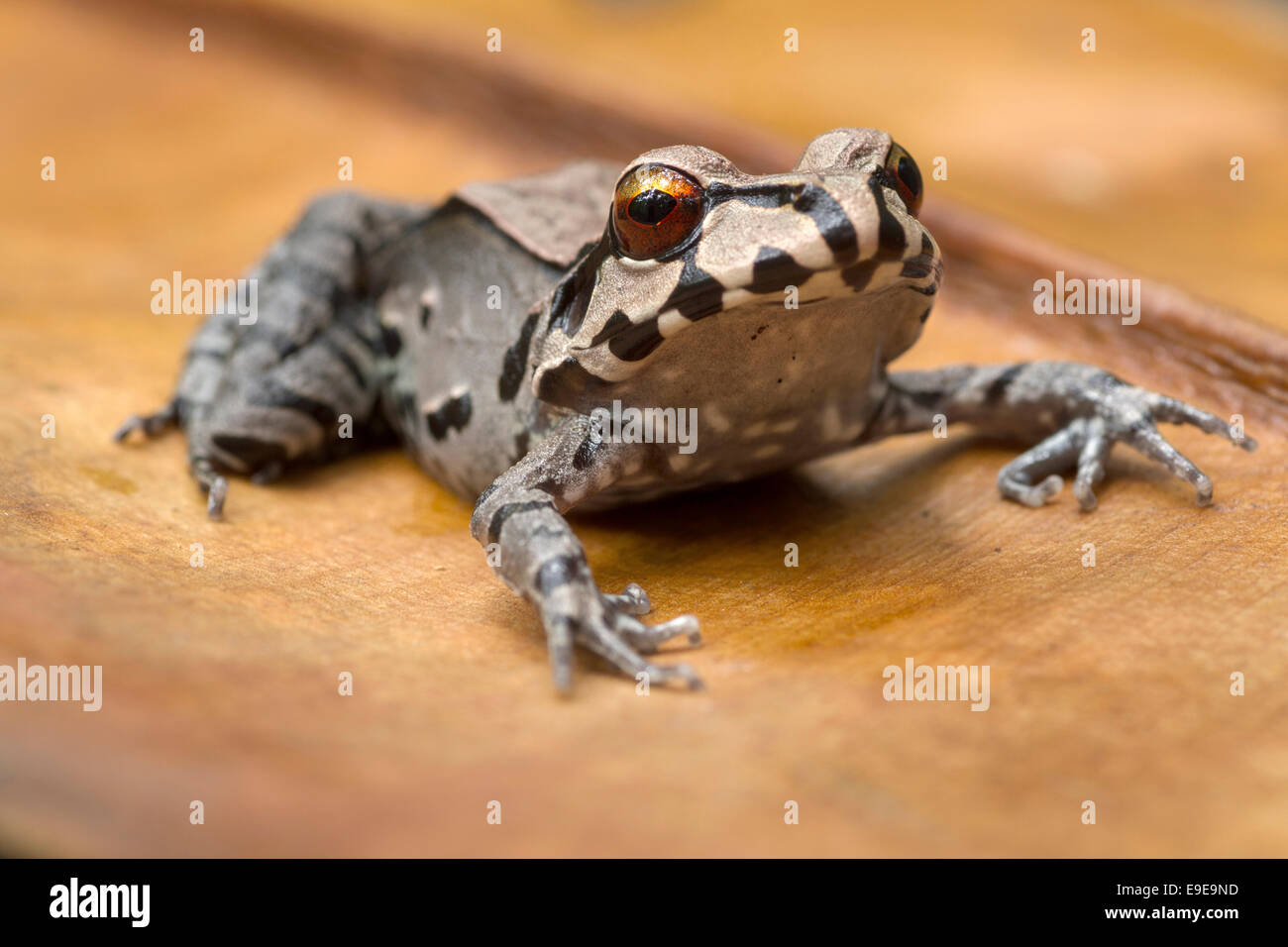 Smokey Jungle Frog on a leaf in the Amazon rainforest, Peru Stock Photo ...