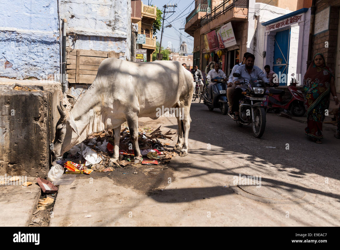 White cow eating garbage, Jodhpur, Rajasthan, India Stock Photo - Alamy