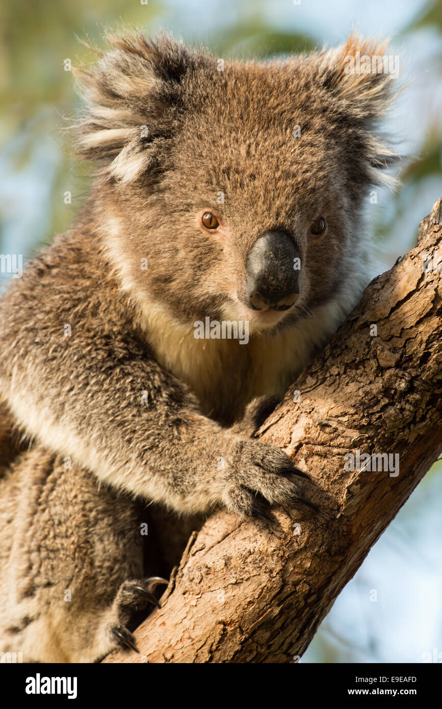 Koala australia holding hi-res stock photography and images - Alamy