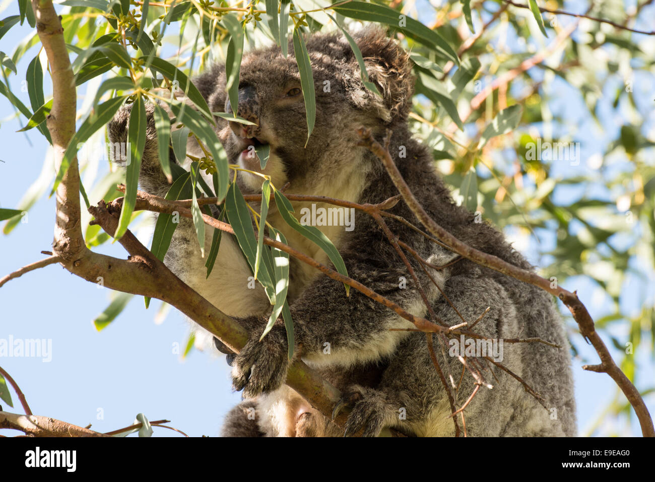 Koala feed tree hi-res stock photography and images - Alamy