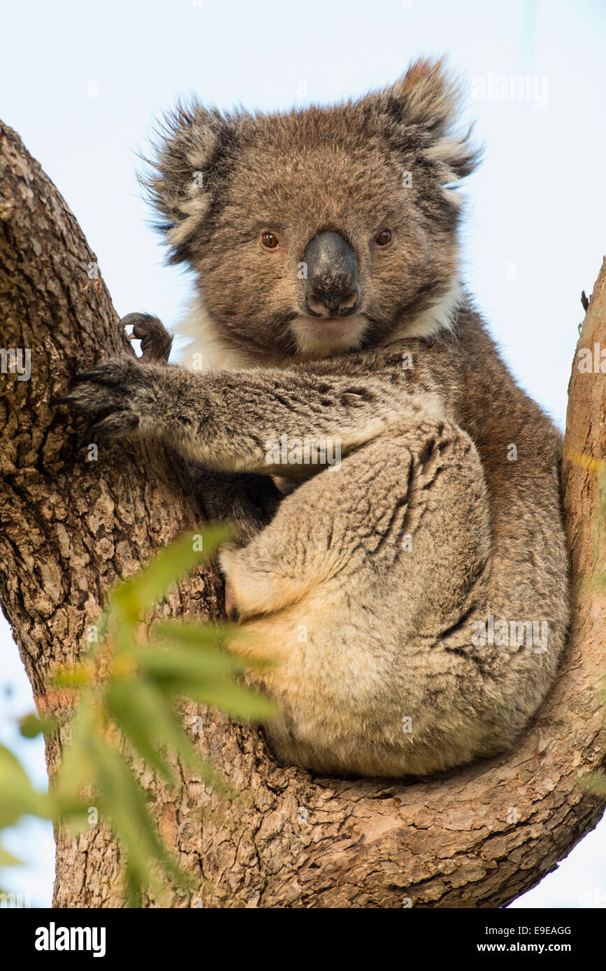 Eucalyptus tree australia hi-res stock photography and images - Alamy