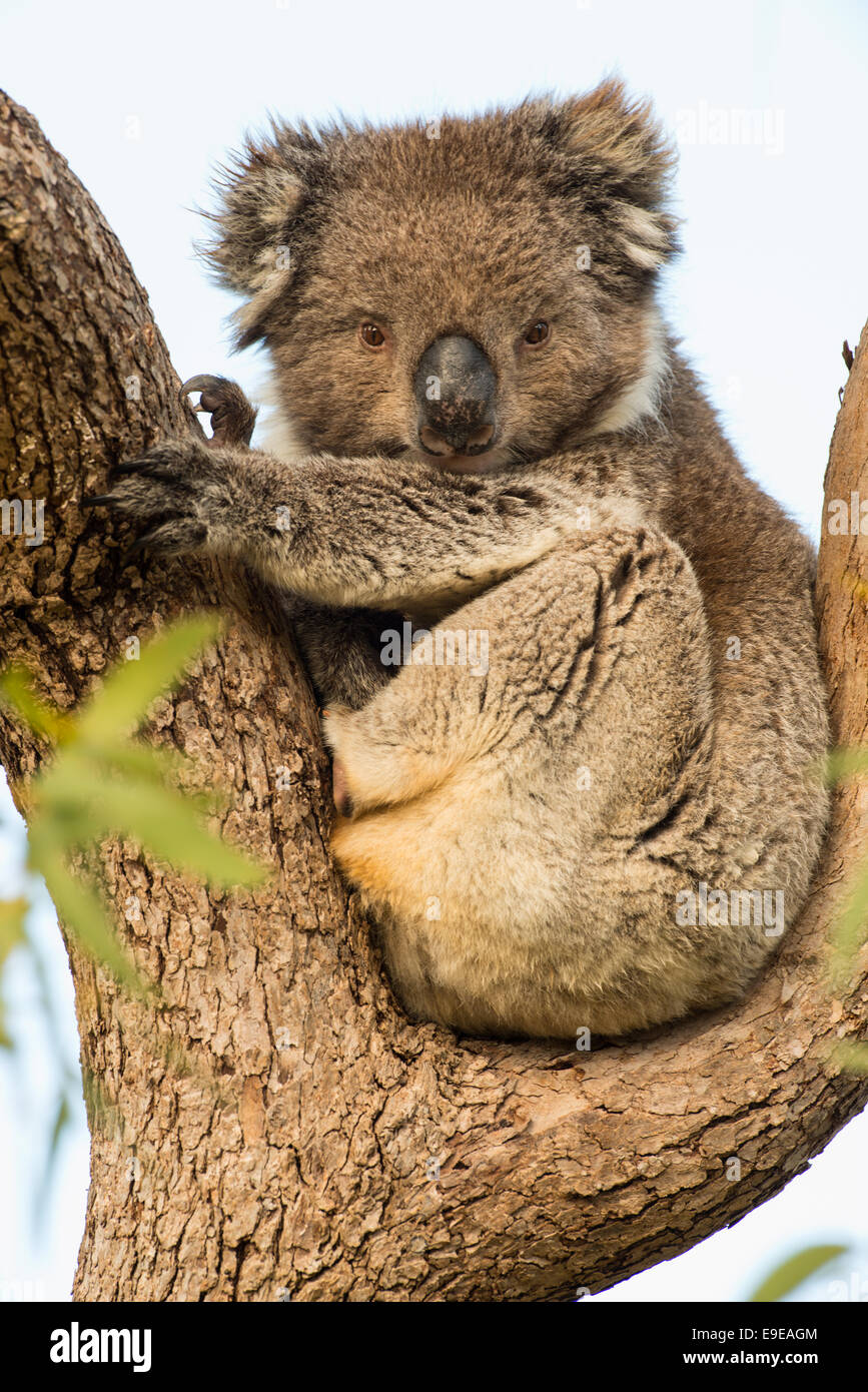 Eucalyptus tree australia hi-res stock photography and images - Alamy
