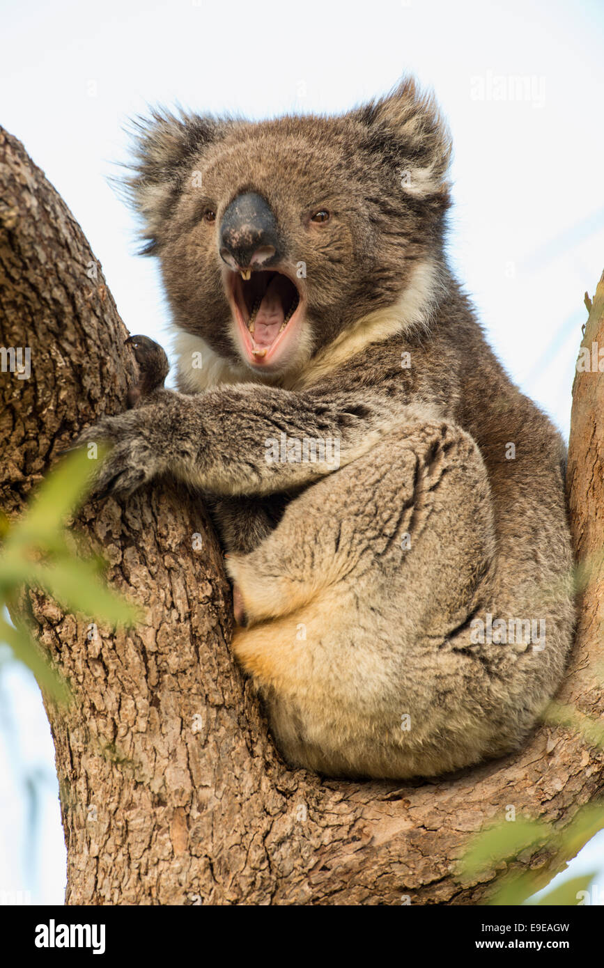 Stock photo of a koala resting in a eucalyptus tree, Australia Stock ...