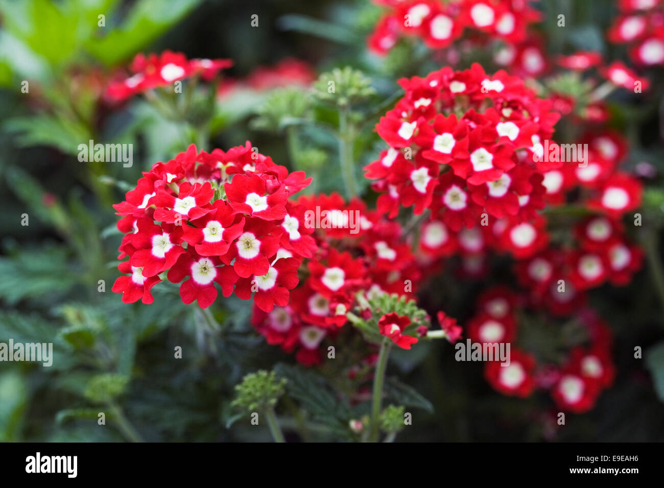 Red white verbena hi-res stock photography and images - Alamy