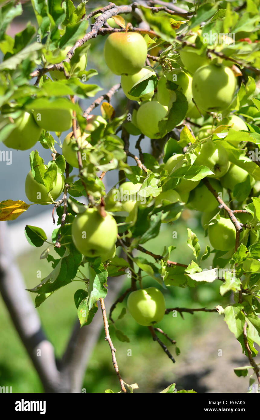 Fresh Organic Fruits in the Farm Stock Photo - Alamy