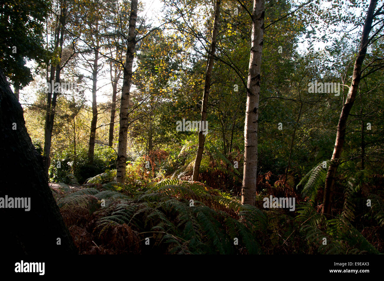 English woodland scene Yorkshire Stock Photo - Alamy