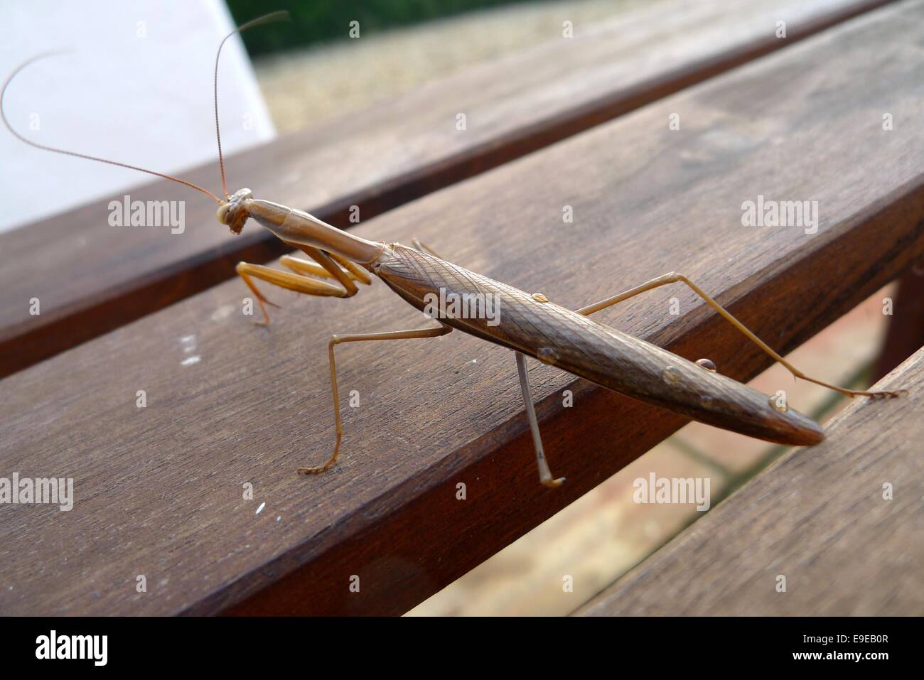 Mantis antenna hi-res stock photography and images - Alamy