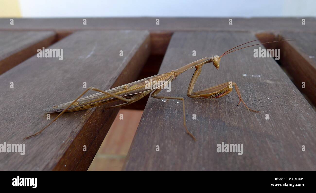 Mantis antenna hi-res stock photography and images - Alamy