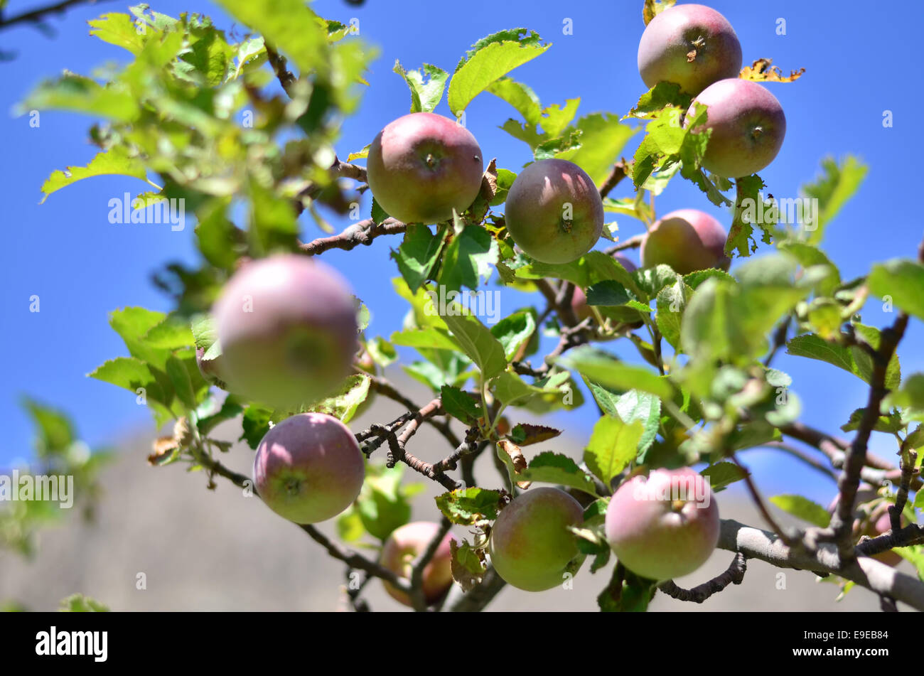 Fresh Organic Fruits in the Farm Stock Photo - Alamy