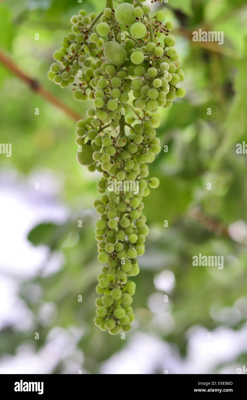 Fresh Organic Fruits in the Farm Stock Photo - Alamy