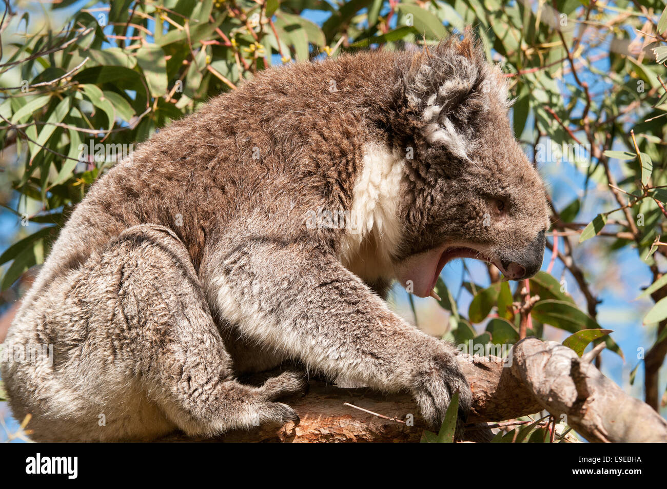 Stock photo of a koala yawning Stock Photo - Alamy