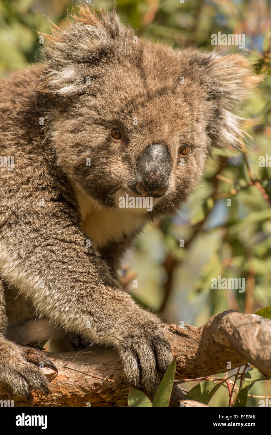 Koala walking along a branch Stock Photo - Alamy