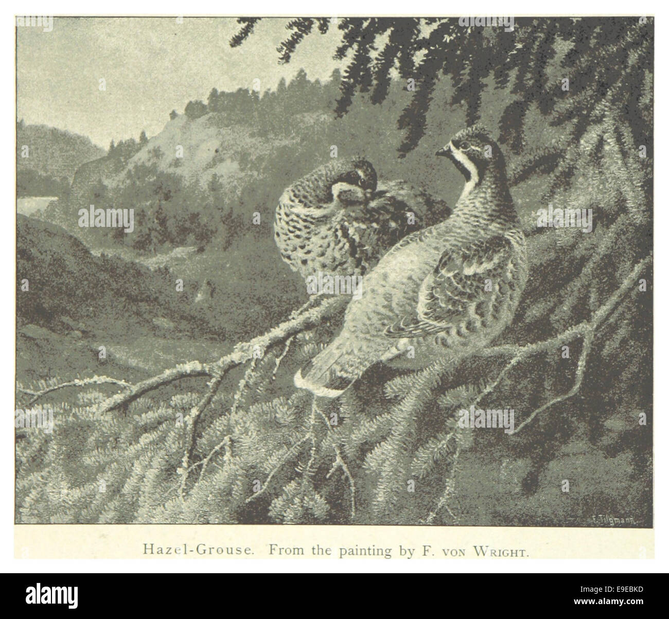 Grouse drawing hi-res stock photography and images - Alamy