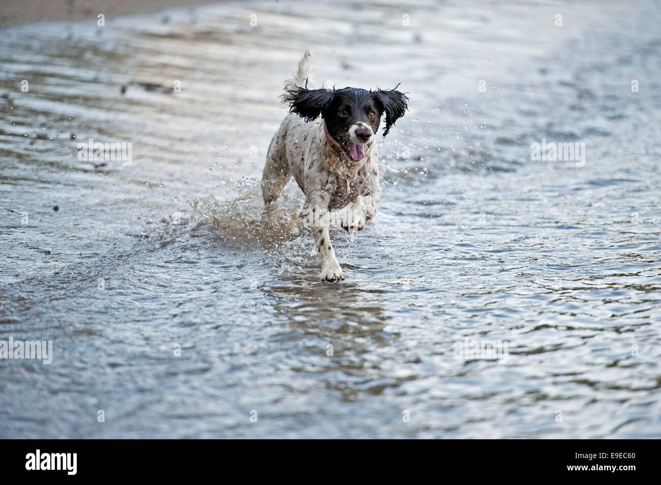 Dog running spaniel hi-res stock photography and images - Alamy
