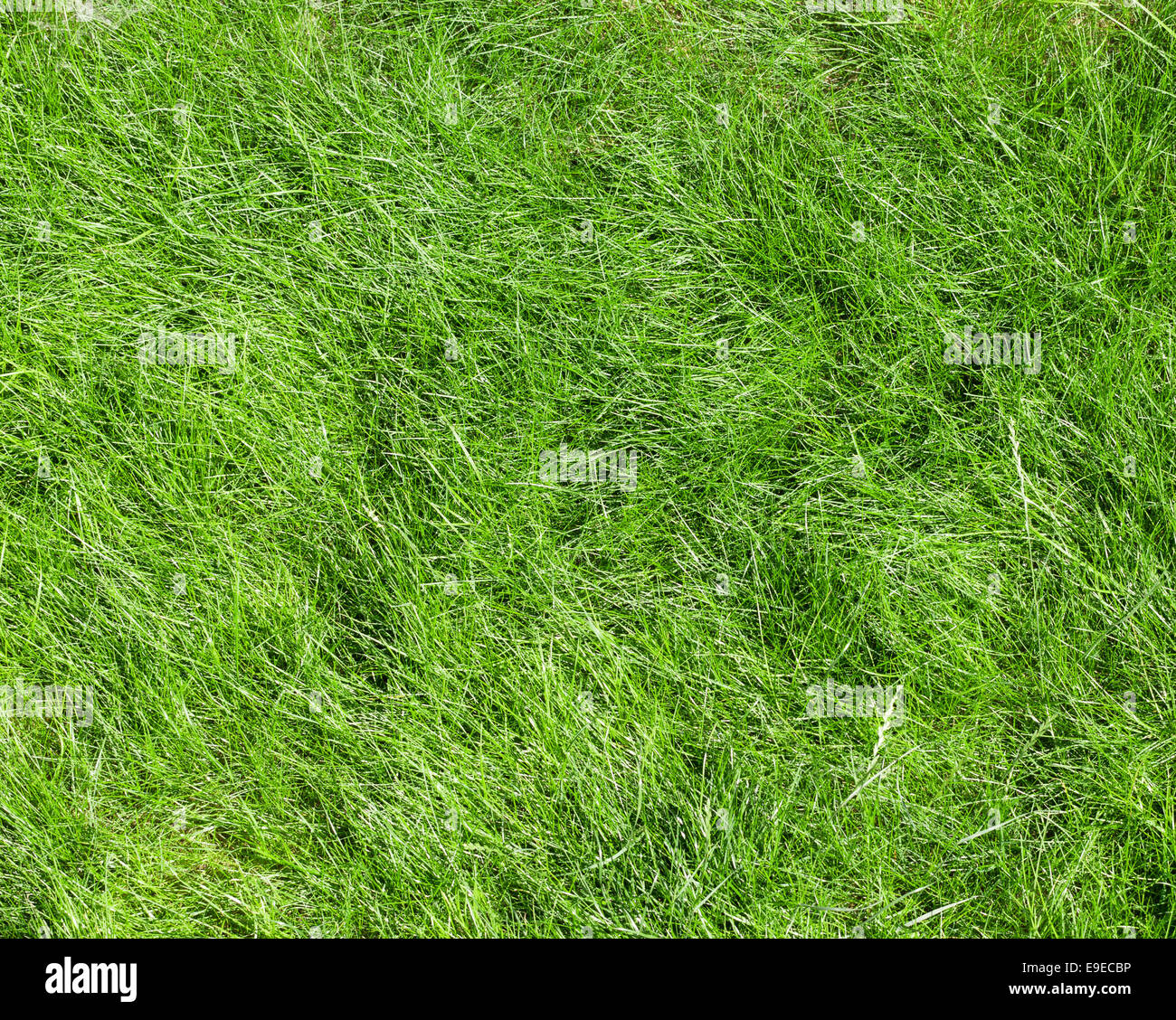 Green grass field background texture Stock Photo - Alamy