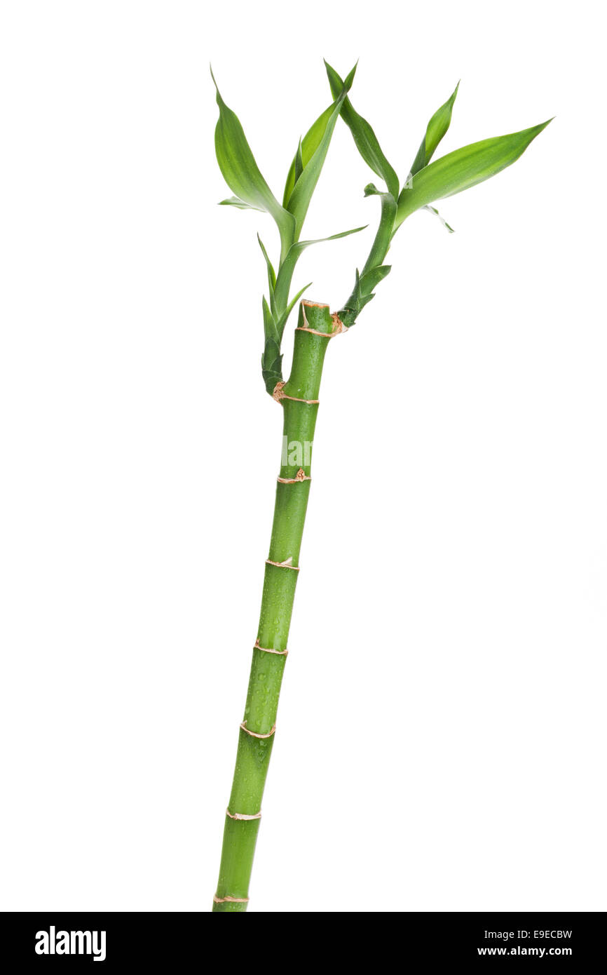 Fresh bamboo stem with leaves. Isolated on white background Stock Photo ...